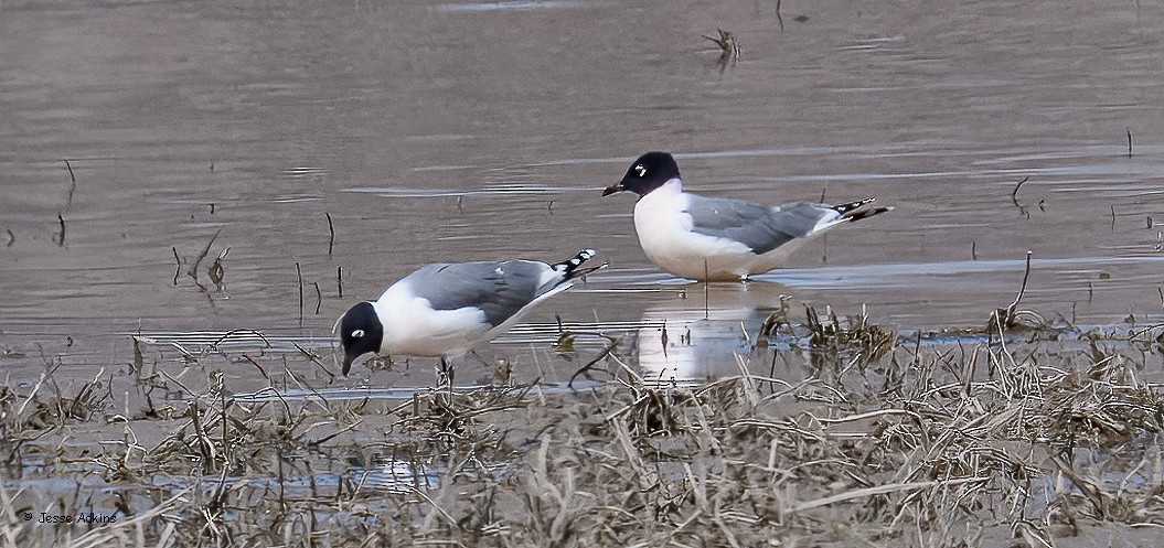 eBird Checklist - 4 May 2025 - Bosque del Apache NWR--North Loop ...
