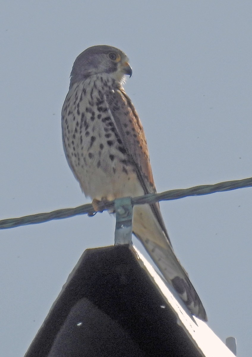 Eurasian Kestrel - Falco tinnunculus - Media Search - Macaulay Library and eBird