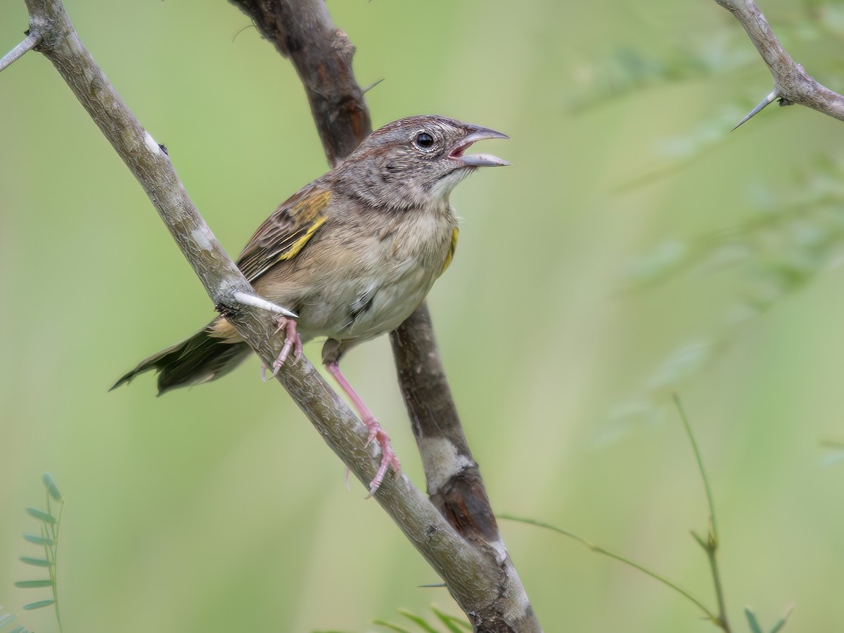 Botteri's Sparrow - Peucaea botterii - Birds of the World