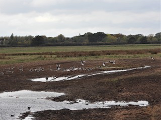 Otmoor RSPB Reserve, Oxfordshire, England, United Kingdom - eBird Hotspot