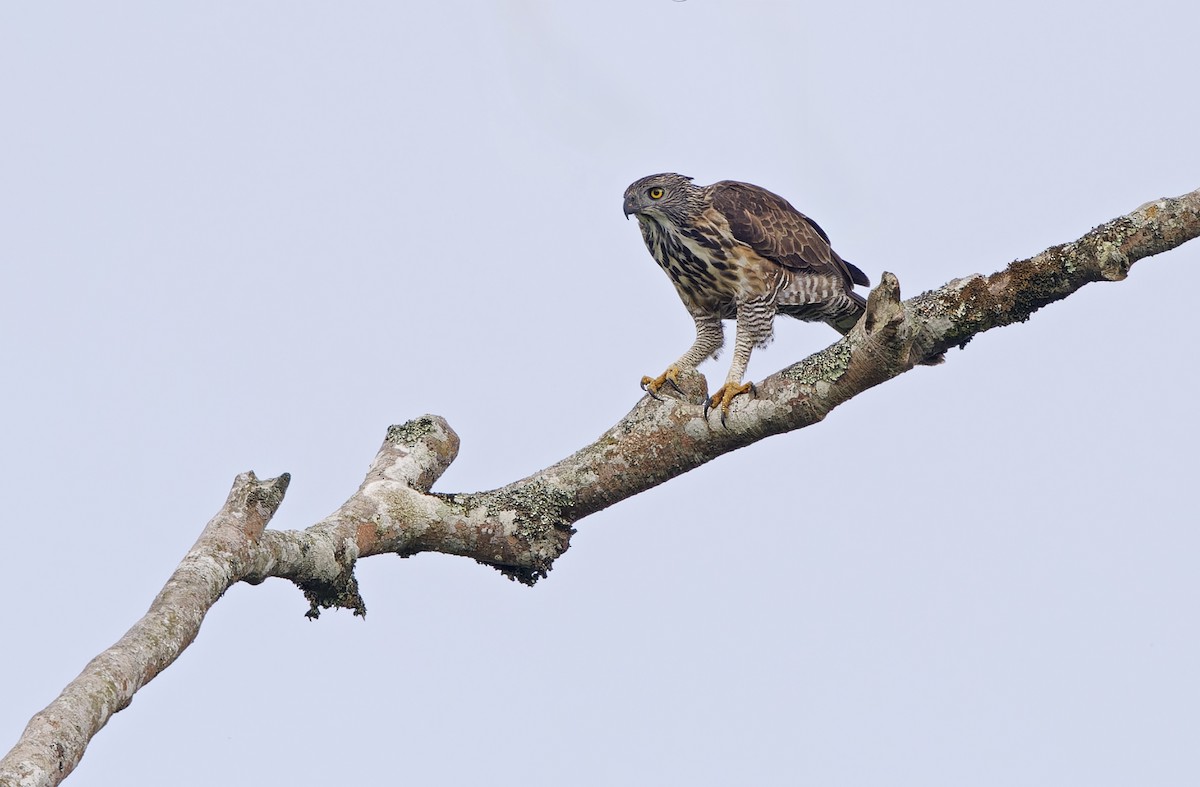ML635162588 - Pinsker's Hawk-Eagle - Macaulay Library