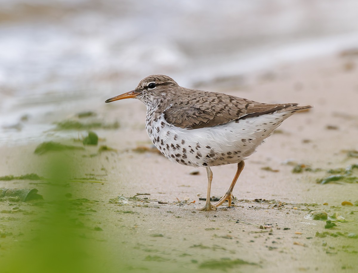 eBird Checklist - 5 May 2025 - Grafham Water--Dam - 7 species