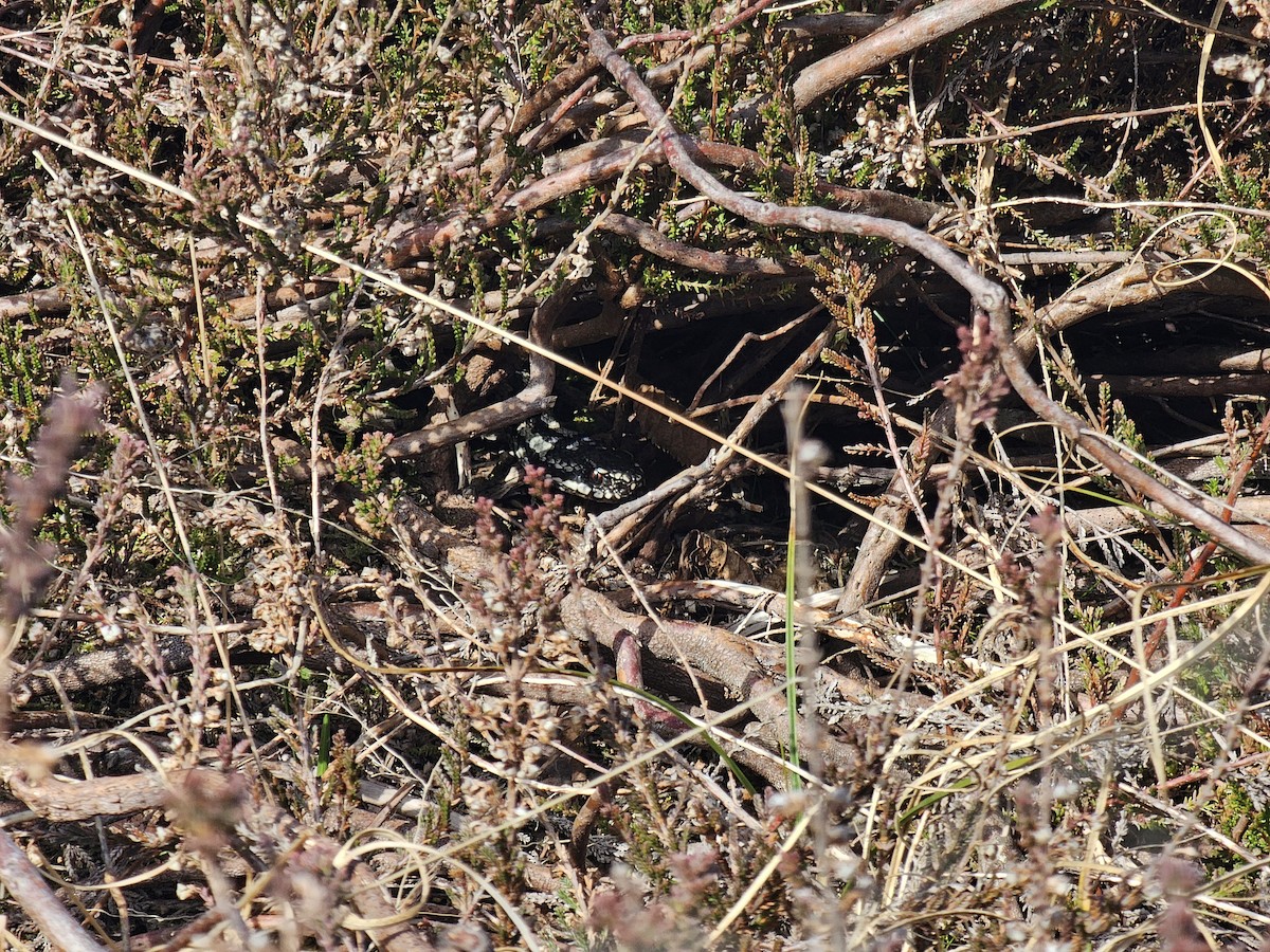 ML635168378 - Common European Adder - Macaulay Library