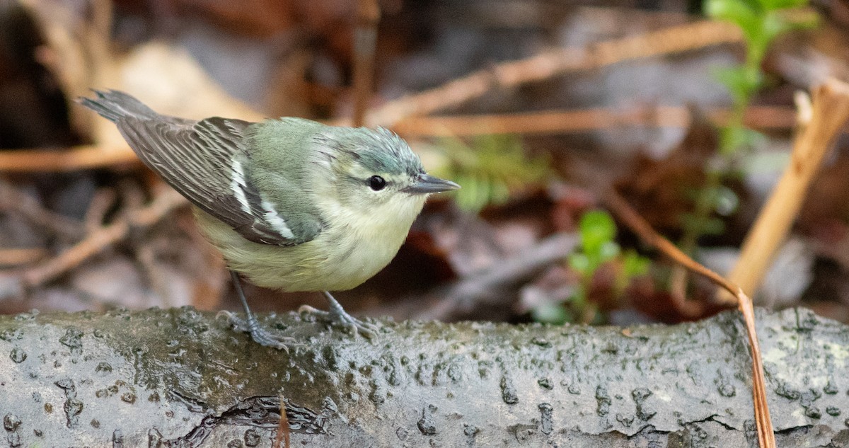 eBird Checklist - 6 May 2025 - Evergreen Cemetery - 29 species