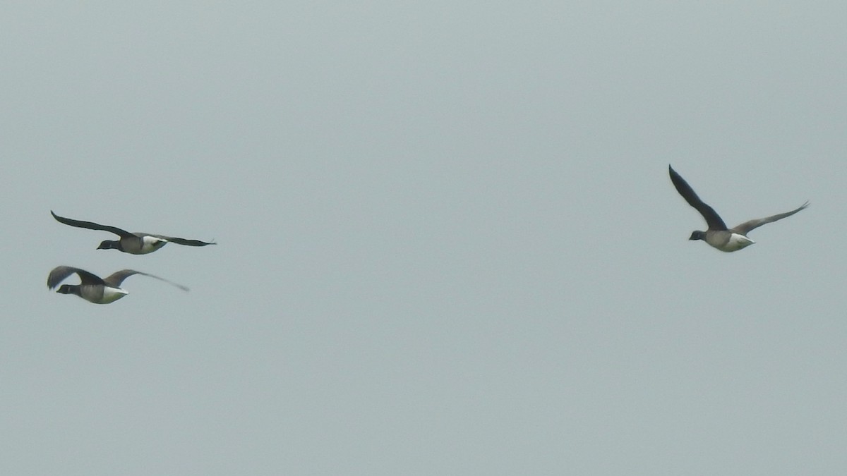 eBird Checklist - 6 May 2025 - Timber Point Golf Course--East Marina ...