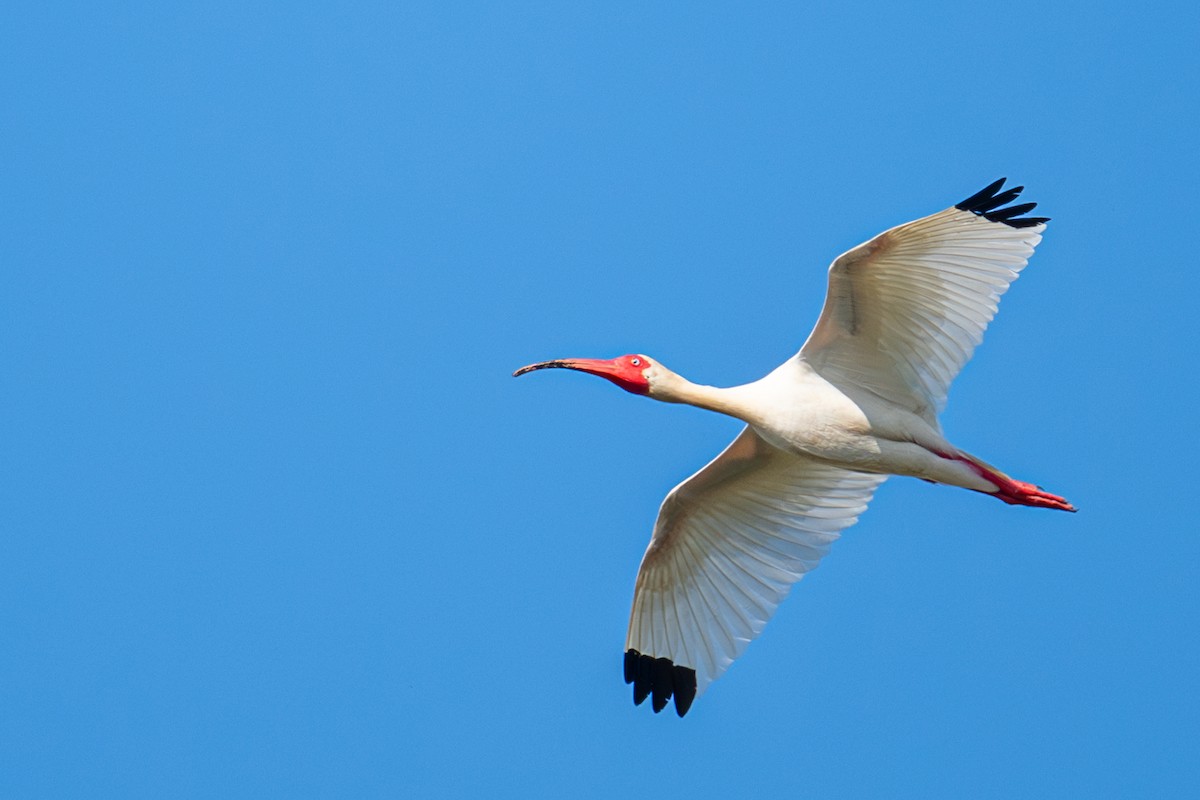 eBird Checklist - 6 May 2025 - Naples Botanical Garden - 43 species