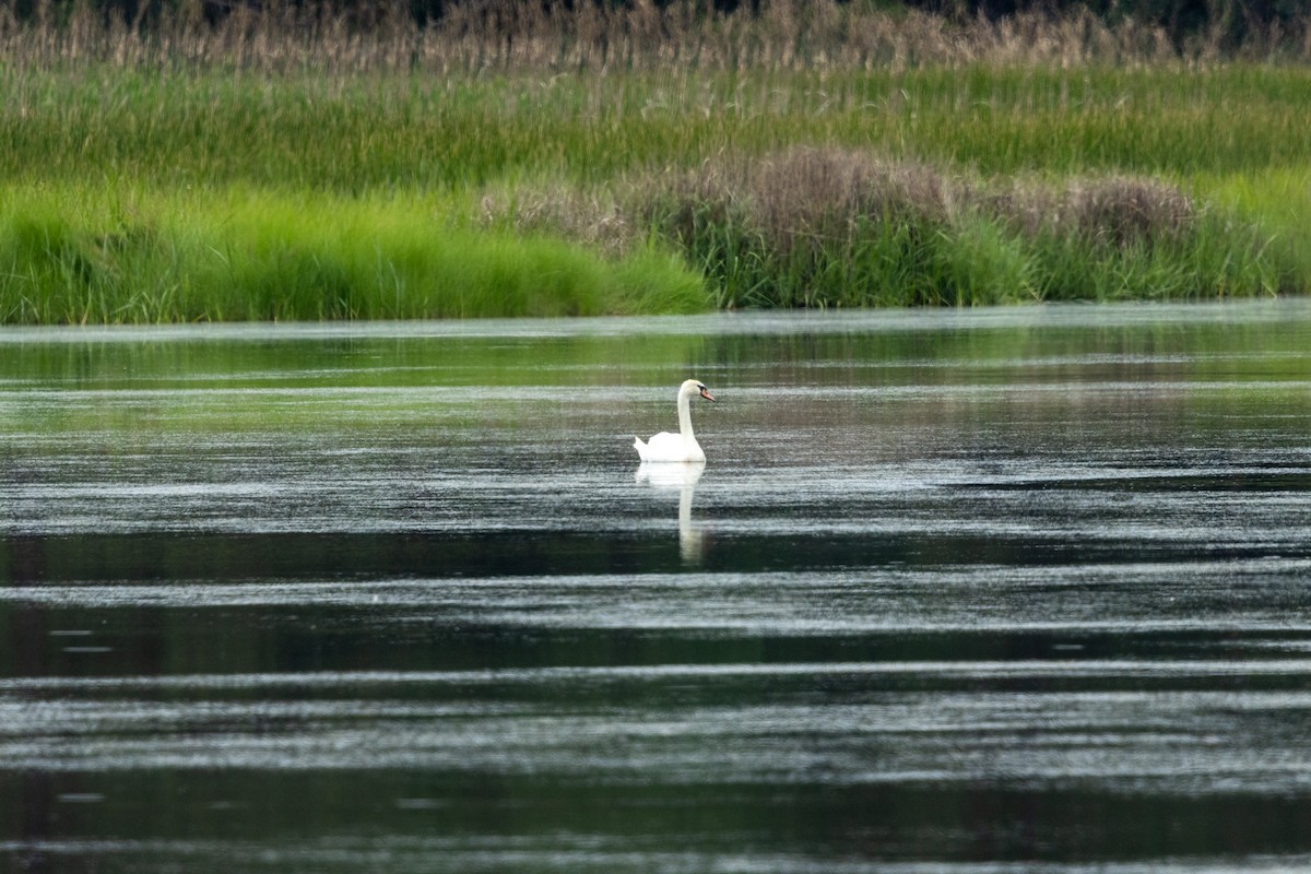 eBird Checklist - 6 May 2025 - Bear Island WMA (fall and winter ...