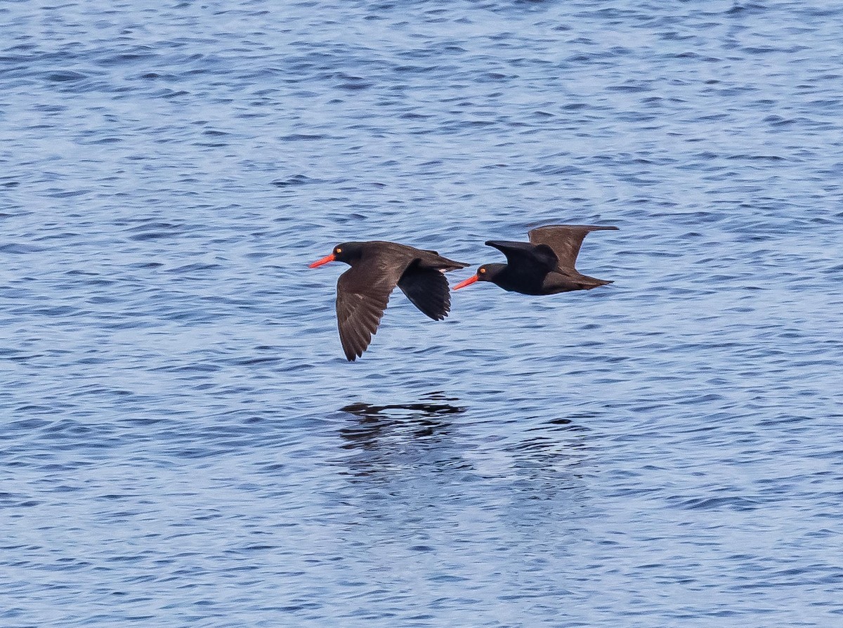 eBird Checklist - 6 May 2025 - Edmonds Public Fishing Pier - 10 species ...