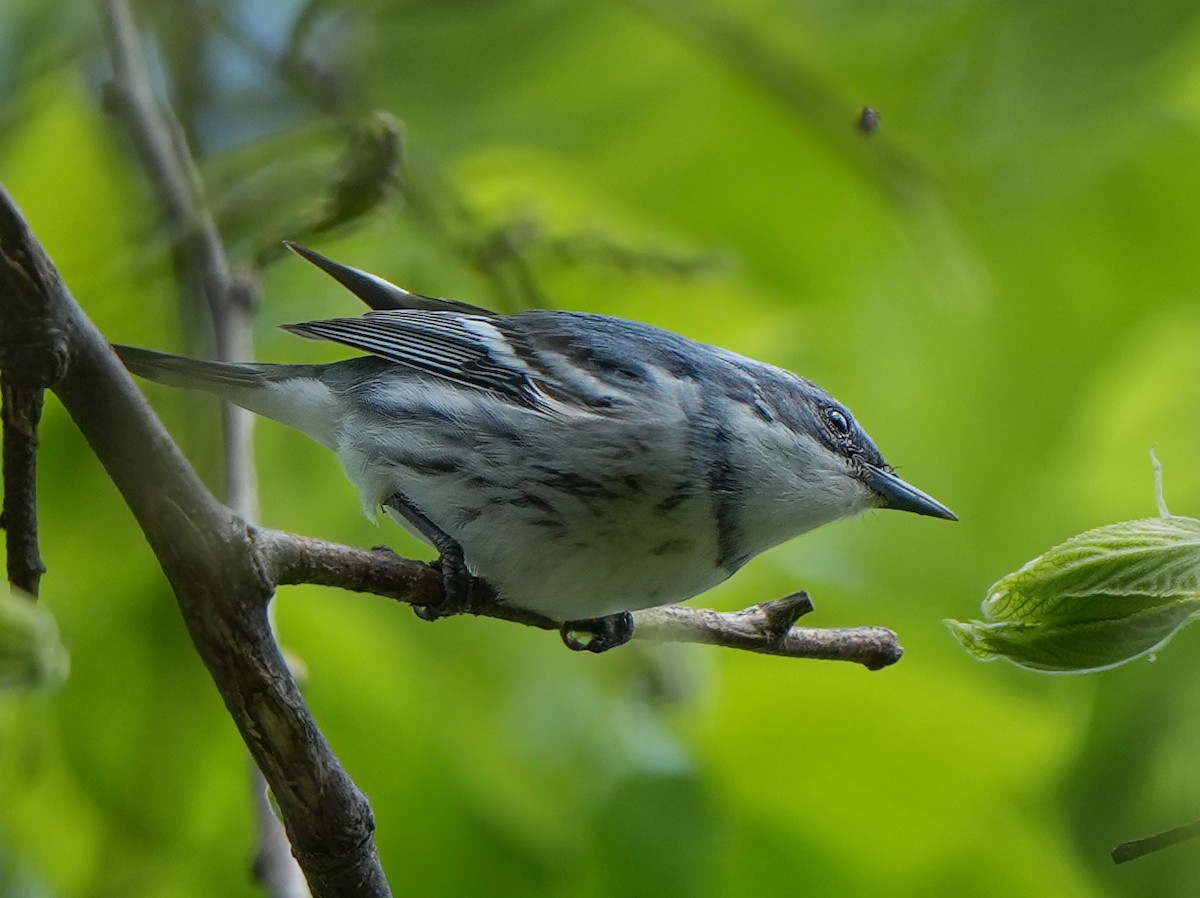 eBird Checklist - 6 May 2025 - Seager Park - 23 species