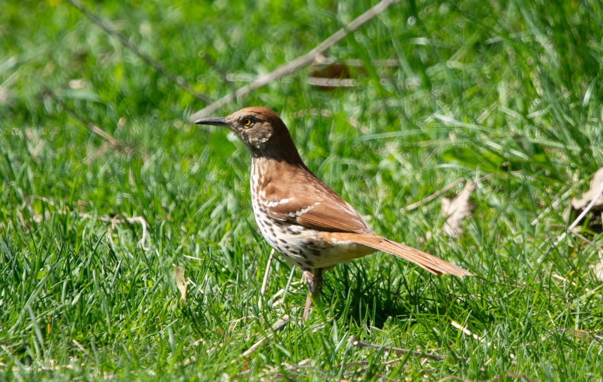 eBird Checklist - 6 May 2025 - Toronto--Colonel Samuel Smith Park - 58 ...