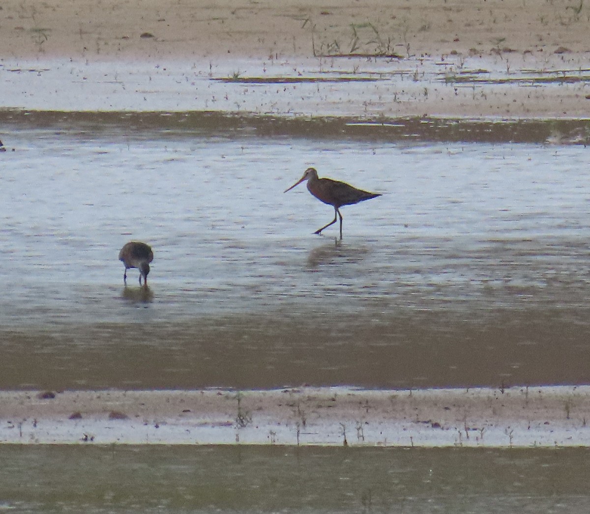 eBird Checklist - 6 May 2025 - Weekley Community Center Park - 26 species