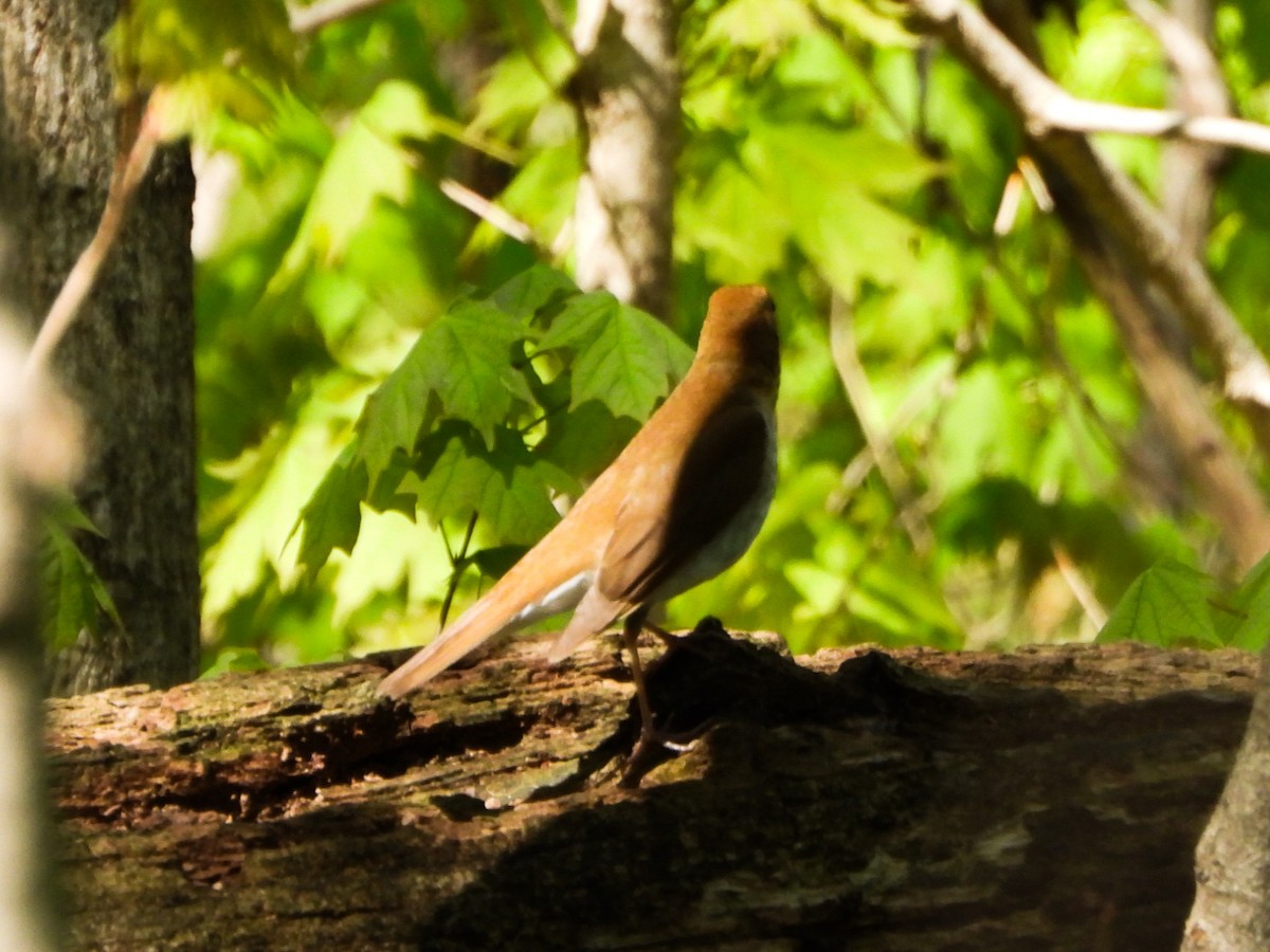 eBird Checklist - 6 May 2025 - Seager Park - 19 species