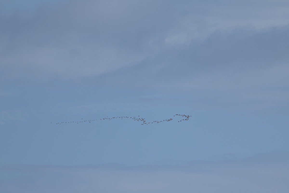 eBird Checklist - 5 May 2025 - 宜蘭--南方澳-東澳-南澳海域(Yilan--Nanfang'ao, Dong ...