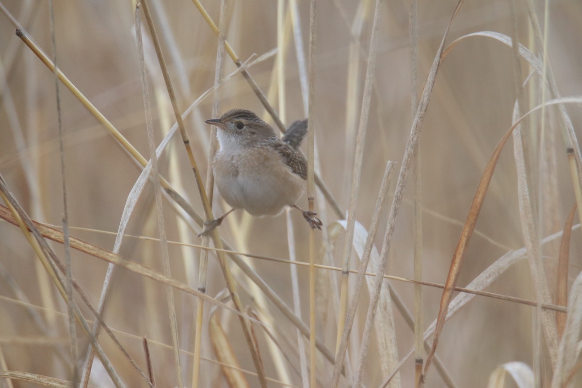 eBird Checklist - 5 May 2025 - Rock Springs Conservation Area, Decatur ...