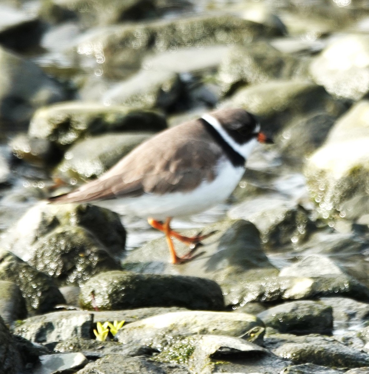 eBird Checklist - 6 May 2025 - Seward--Afognak Beach - 4 species