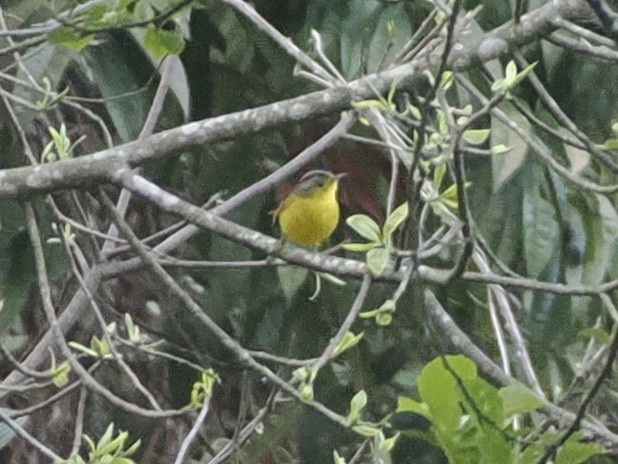 eBird Checklist - 20 Apr 2025 - Dzuleke--4kms - 5 species