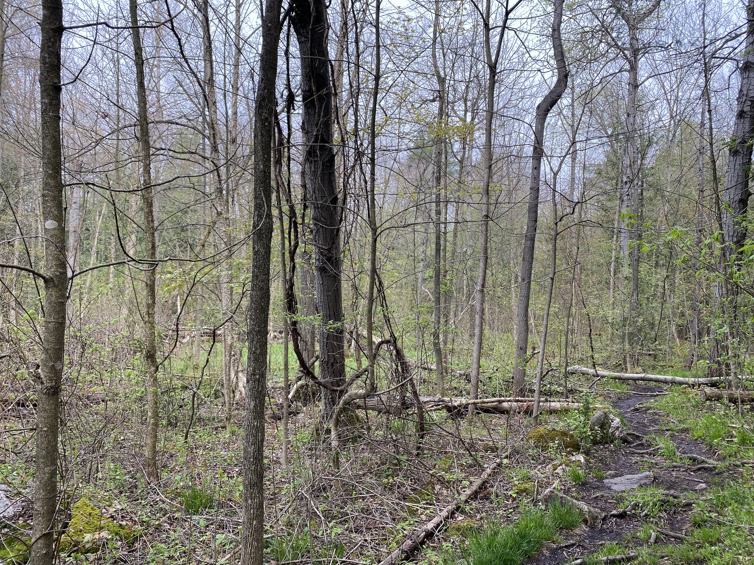 Waterloo--Columbia Forest trails - Waterloo, Ontario, Canada - Birding ...