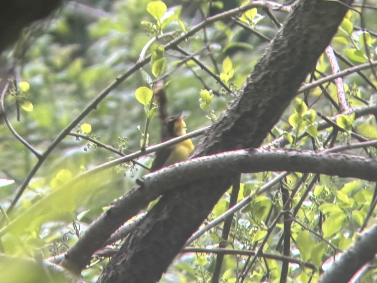 eBird Checklist - 7 May 2025 - Perry's Mill Ponds - 45 species