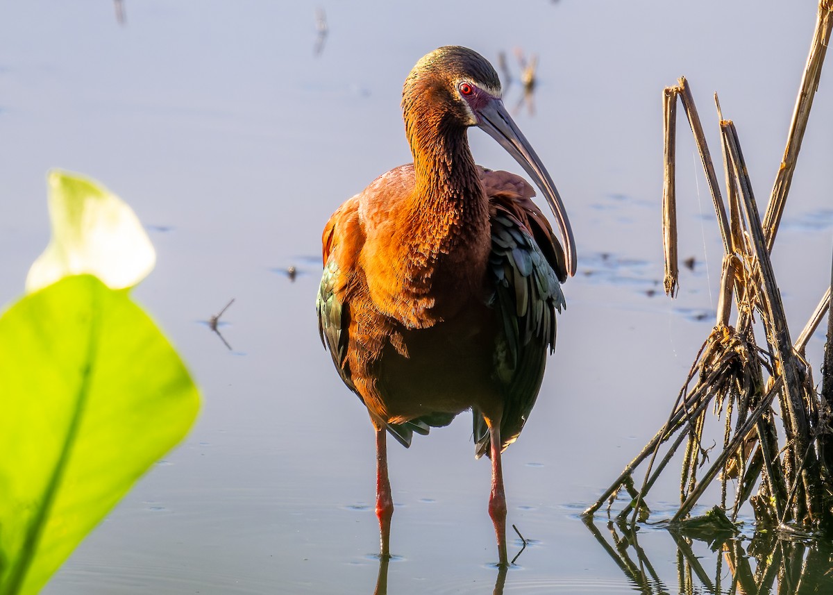 eBird Checklist - 7 May 2025 - John Heinz NWR--impoundment (Philadelphia Co.) - 44 species