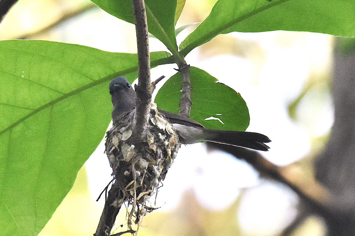 eBird Checklist - 5 May 2025 - Similpal National Park - 18 species (+1 ...