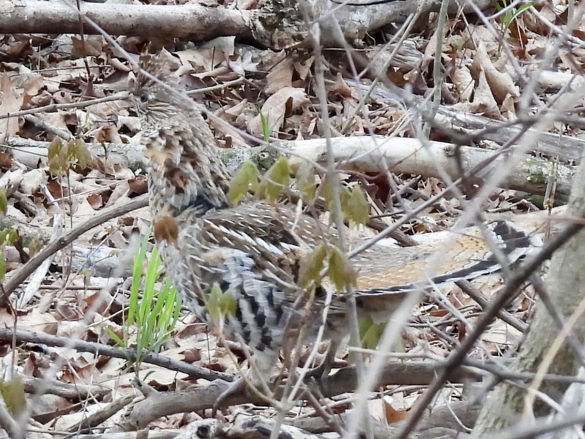 eBird Checklist - 2 May 2025 - Chippewa Nature Center - 41 species