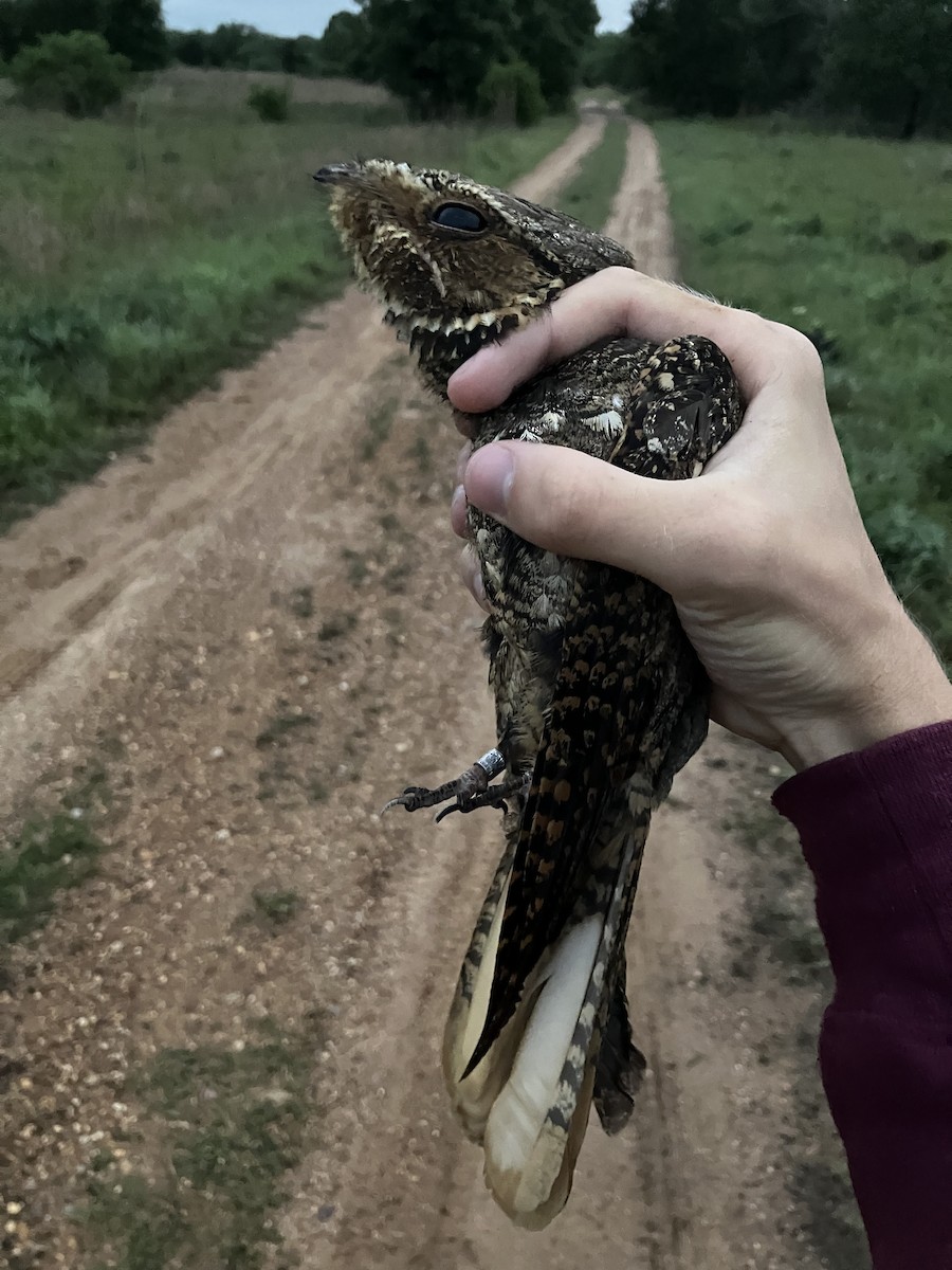 eBird Checklist - 7 May 2025 - Texas A&M Univ.--Ecology & Natural Resource area - 57 species