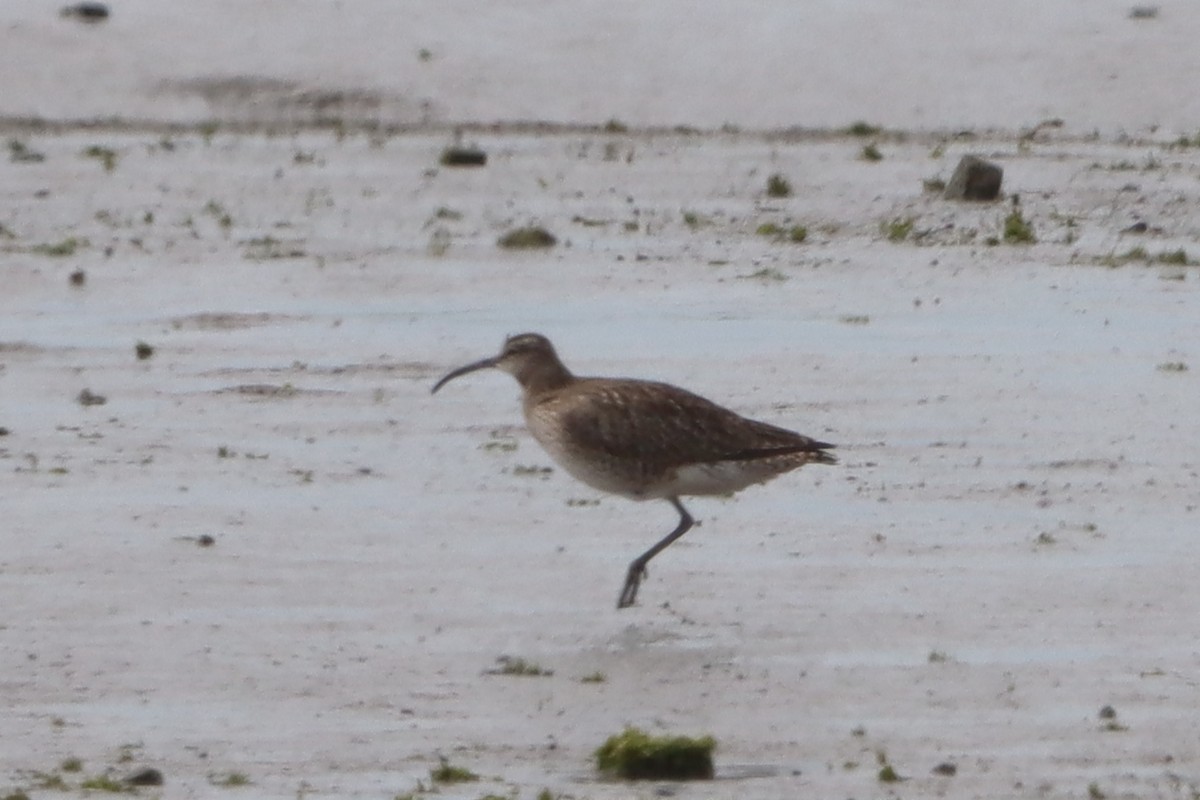 eBird Checklist - 7 May 2025 - Forvie NNR--Ythan Estuary--Waulkmill ...