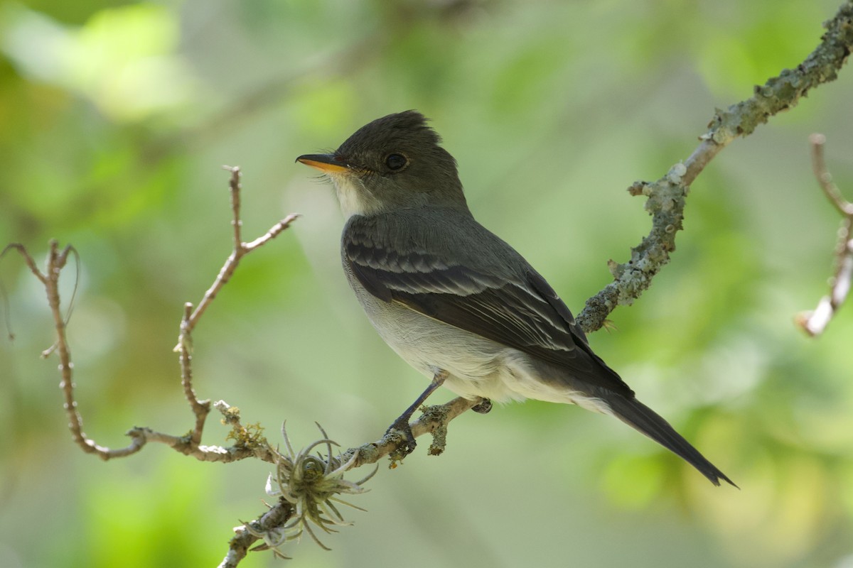 eBird Checklist - 7 May 2025 - Lost Maples SNA (HOTW 061) - 49 species