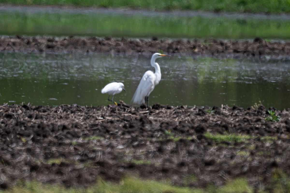 eBird Checklist - 7 May 2025 - Hebron Fish Hatchery and Wetlands - 67 ...