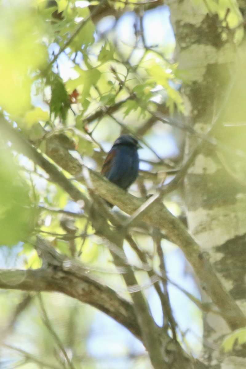 eBird Checklist - 7 May 2025 - Calverton VOR (CCC), field - 20 species