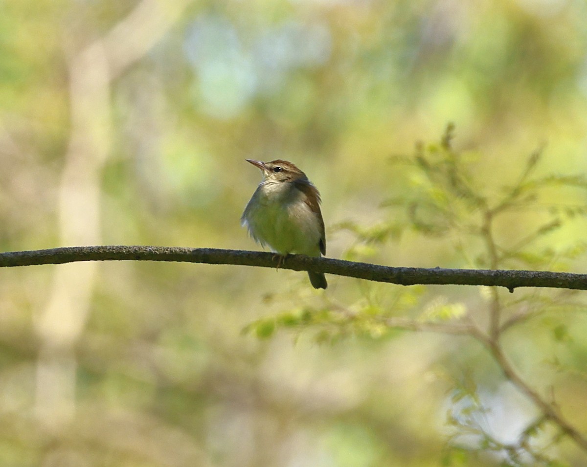 eBird Checklist - 7 May 2025 - Old Mine Rd, Columbia US-NJ 41.00408 ...