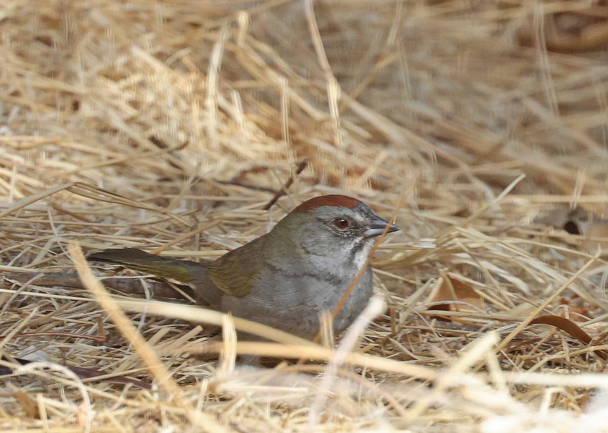eBird Checklist - 7 May 2025 - My Yard - Chandler, AZ - 14 species
