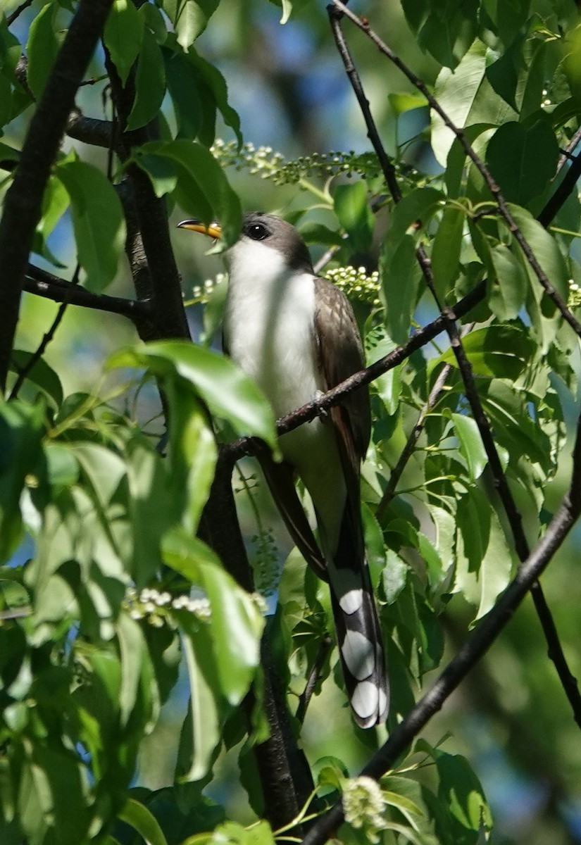 eBird Checklist - 7 May 2025 - Garret Mountain Reservation (Park) - 54 ...