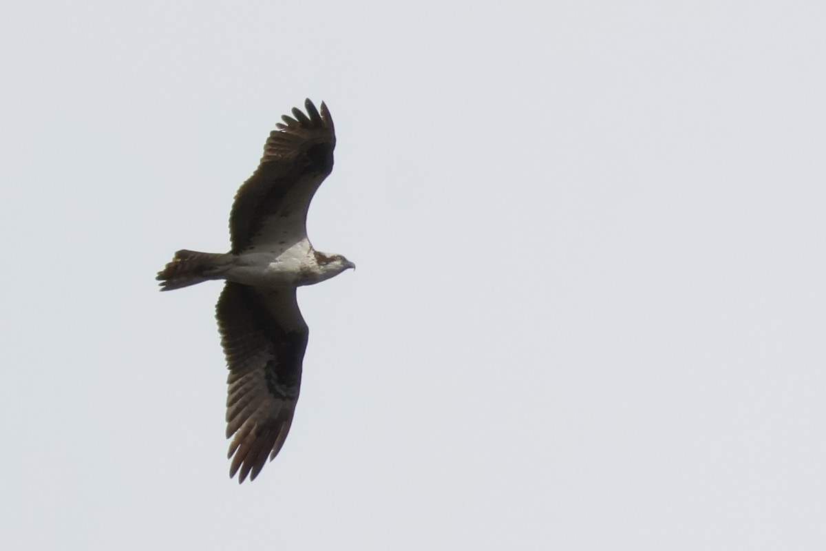 eBird Checklist - 7 May 2025 - Walker Way, Tok, Alaska, US (63.341 ...