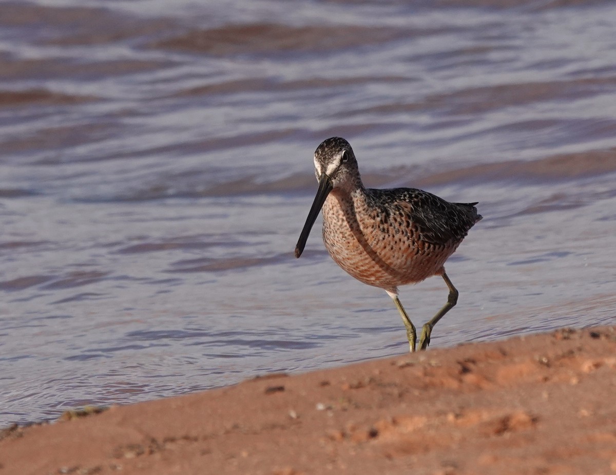 ML635297316 - Short-billed Dowitcher - Macaulay Library