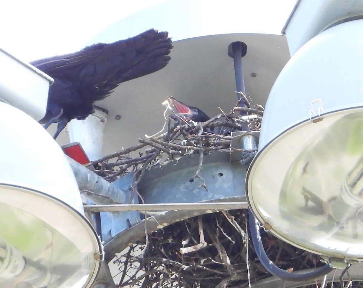 eBird Checklist - 8 May 2025 - 3100 Fairview Park Pwy Raven Nest site ...