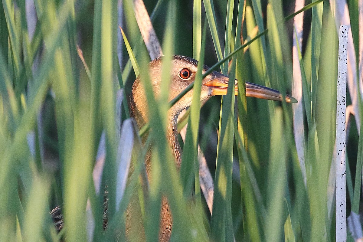 eBird Checklist - 6 May 2025 - Green Bottom WMA--Boardwalk - 23 species