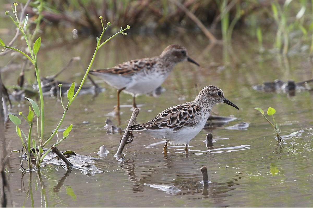 eBird Checklist - 6 May 2025 - Gallipolis Ferry - 16 species