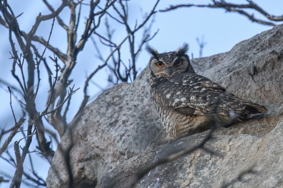 Cape Eagle-Owl (Cape) - eBird