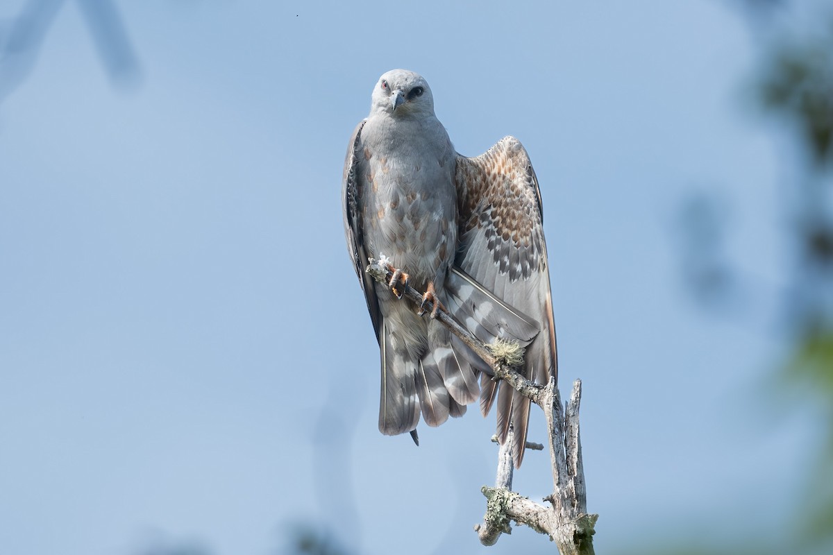 eBird Checklist - 8 May 2025 - Benson Preserve (NRLT) - 23 species