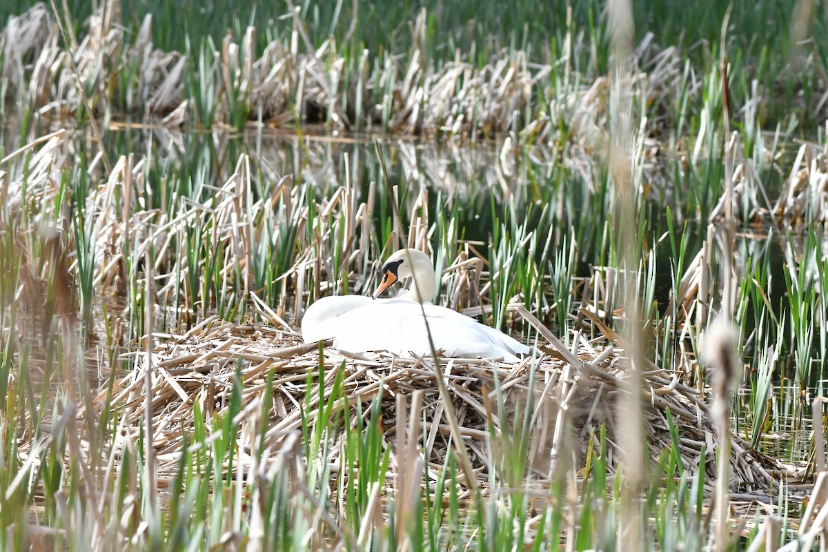 eBird Checklist - 8 May 2025 - Brahan Dell - 27 species