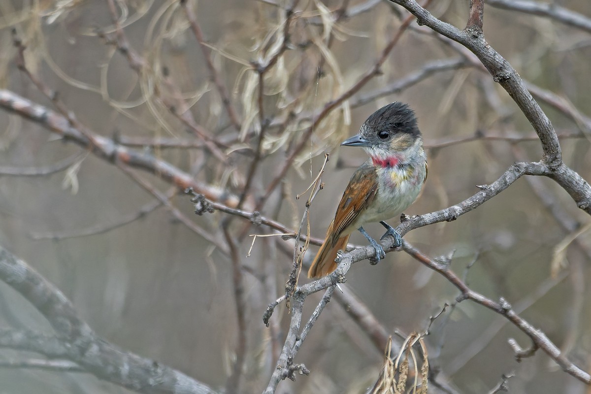 ML635322942 - Rose-throated Becard - Macaulay Library