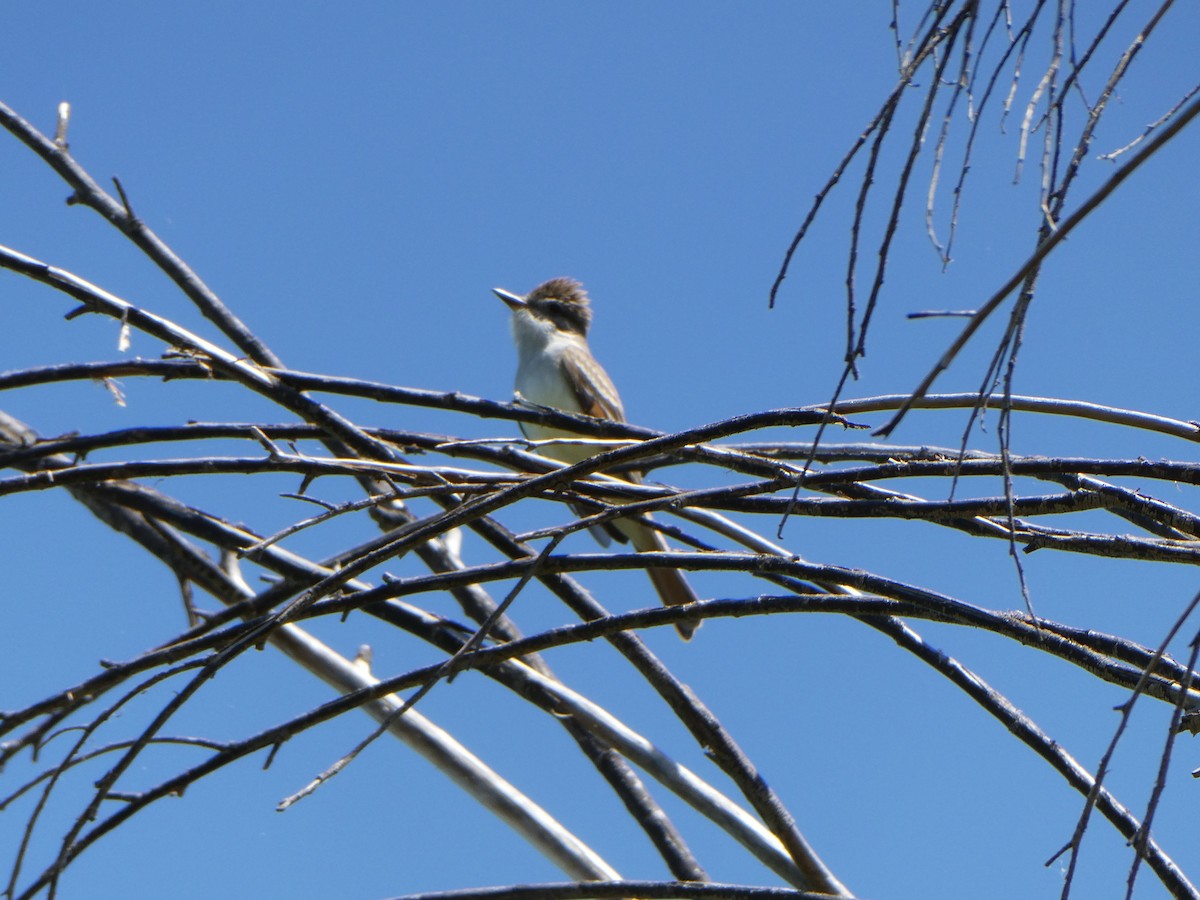 eBird Checklist - 8 May 2025 - American River Parkway behind condo ...