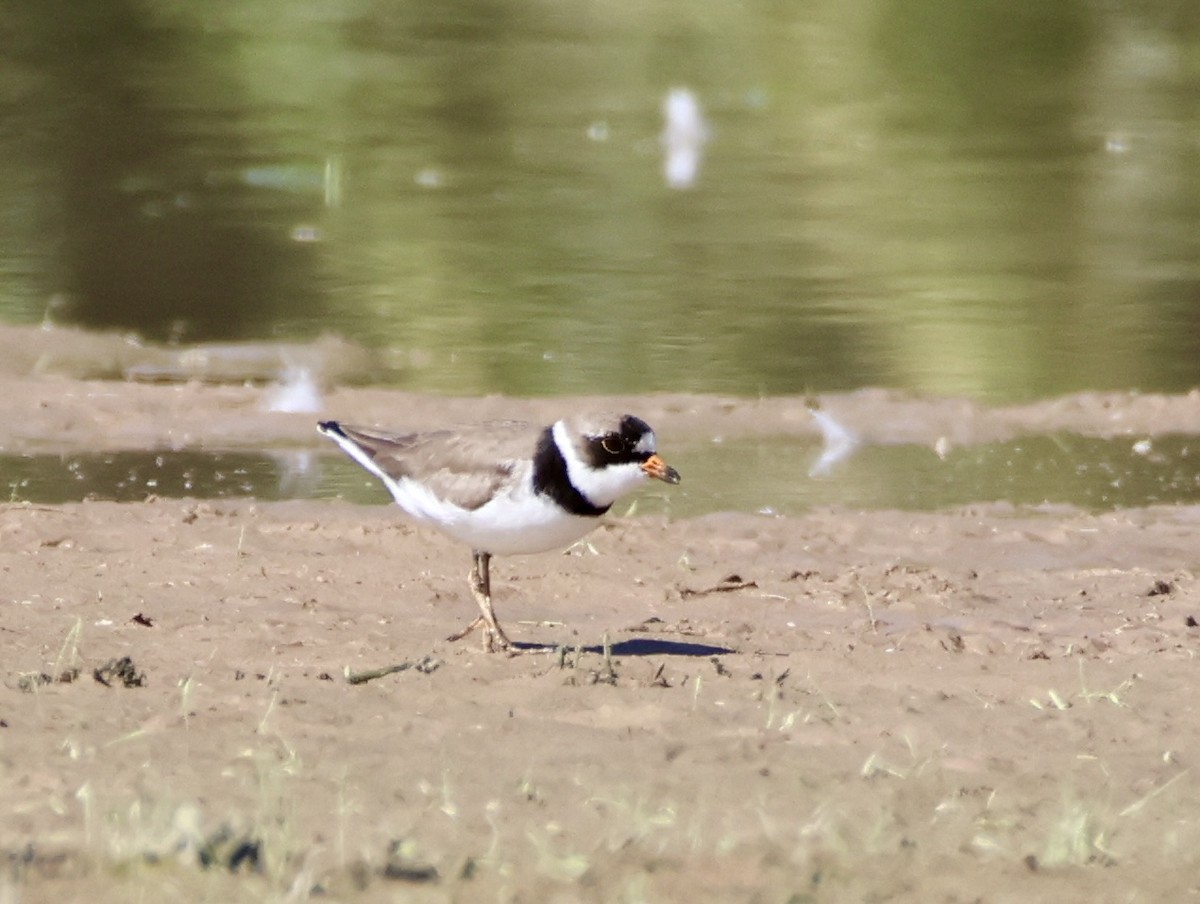 eBird Checklist - 8 May 2025 - Riparian Preserve at Gilbert Water Ranch ...
