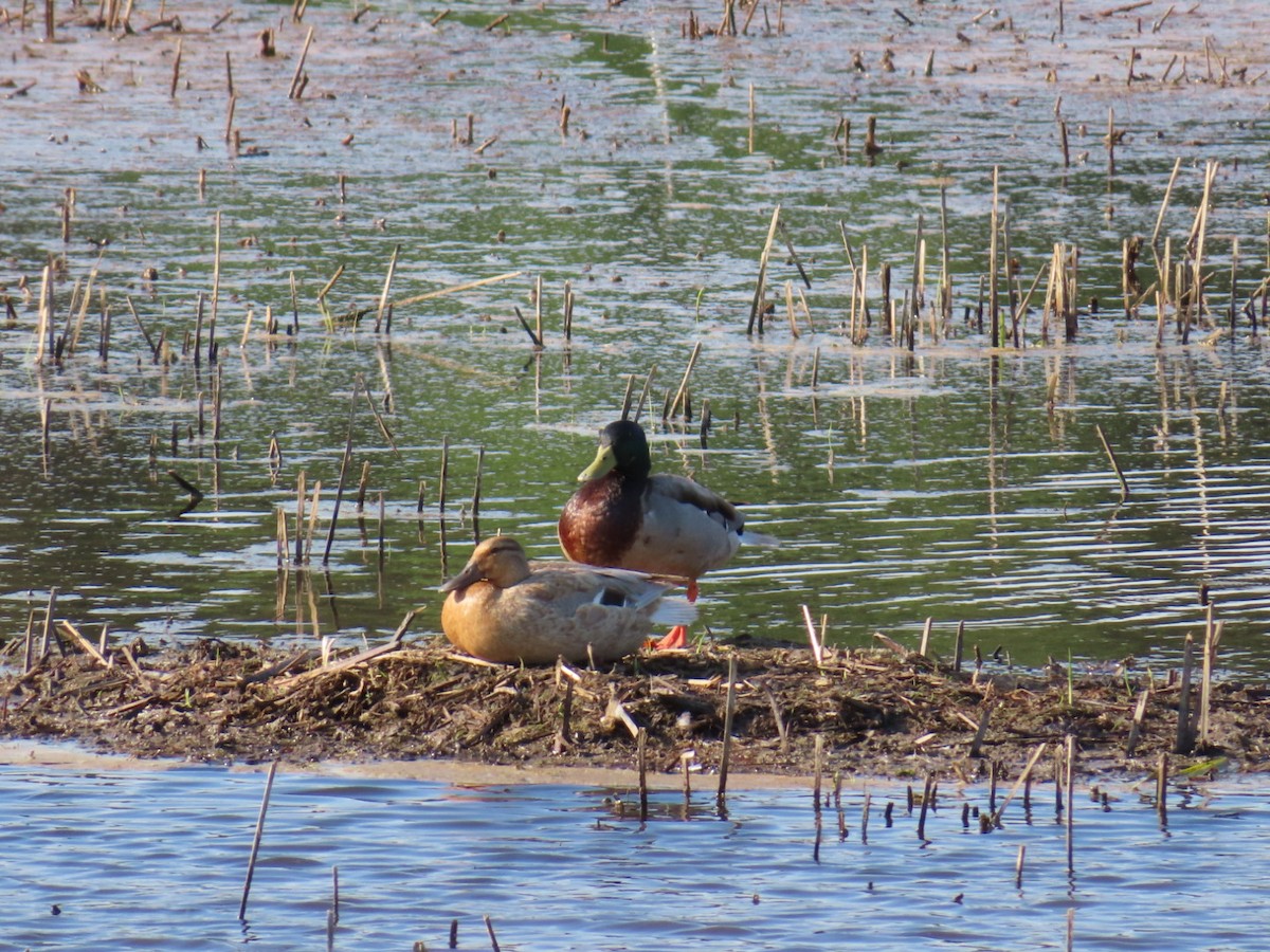 eBird Checklist - 8 May 2025 - Blackwater NWR--Wildlife Drive - 23 species