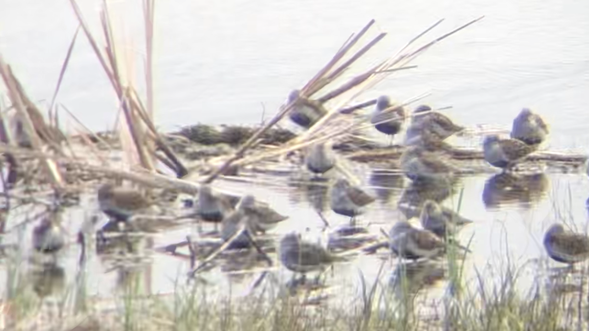 eBird Checklist - 8 May 2025 - Howard Marsh--West Side of Howard Rd ...