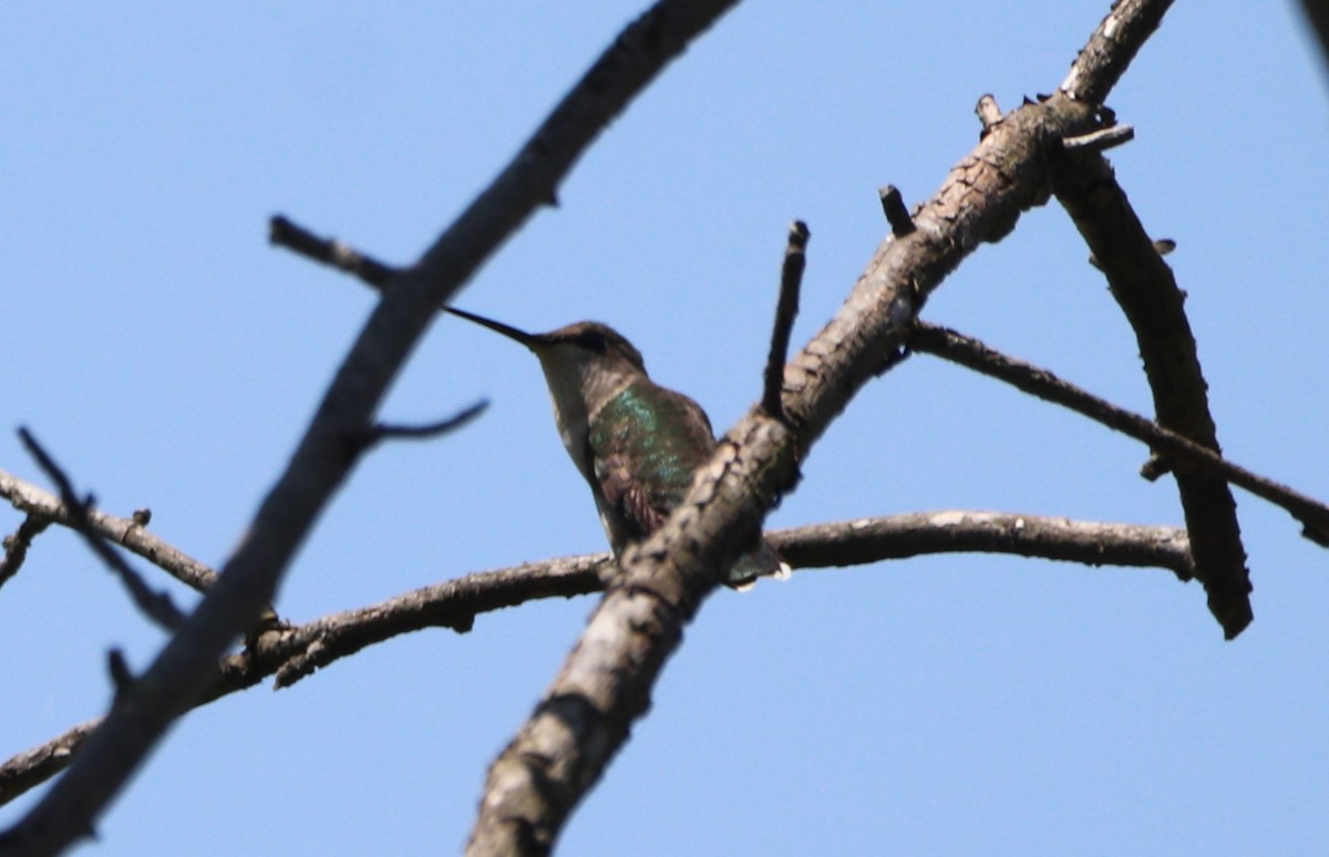 eBird Checklist - 8 May 2025 - Jamaica Bay Wildlife Refuge - 42 species