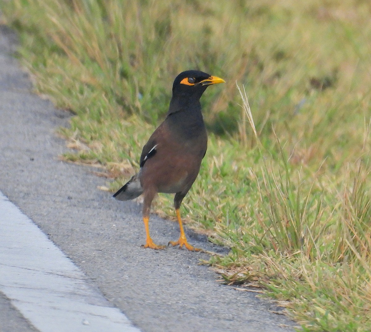 ML635332638 - Common Myna - Macaulay Library