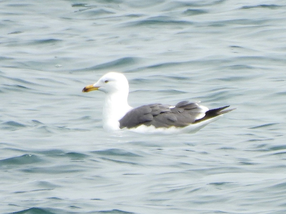 eBird Checklist - 8 May 2025 - Oakville--South Shell Park and Suncor ...