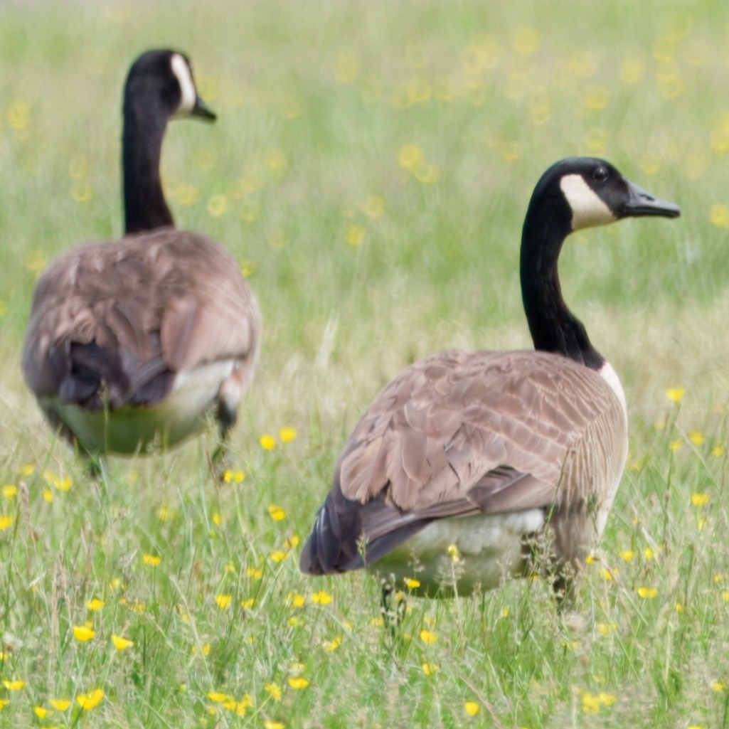 eBird Checklist - 8 May 2025 - Frying Pan Farm Park - 39 species
